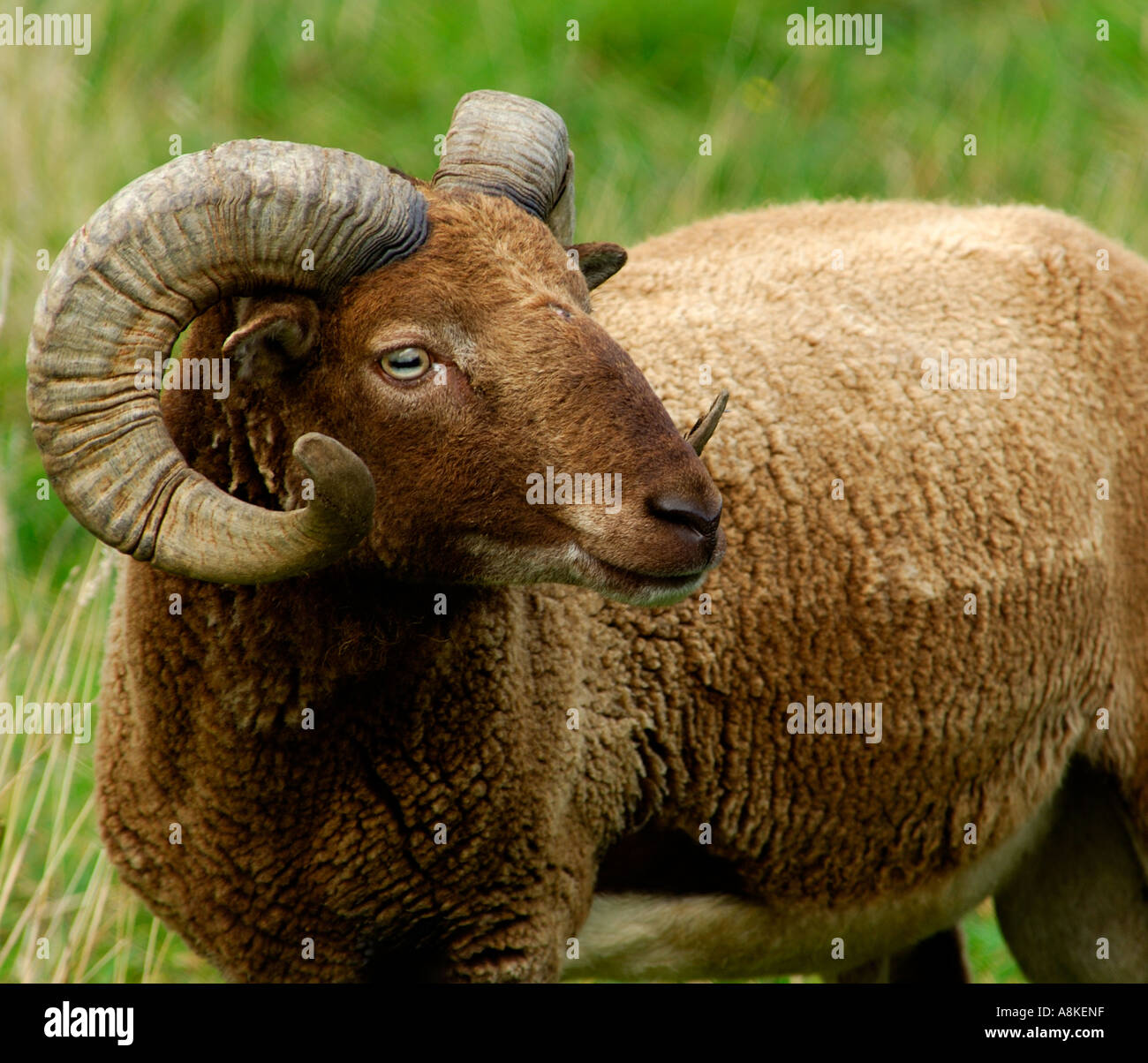 Brown adult male Shetland Sheep Stock Photo - Alamy
