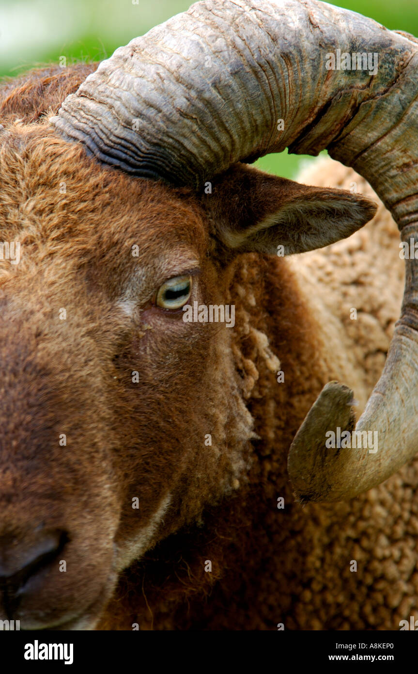 Close up head shot of brown adult male Shetland Sheep Stock Photo - Alamy