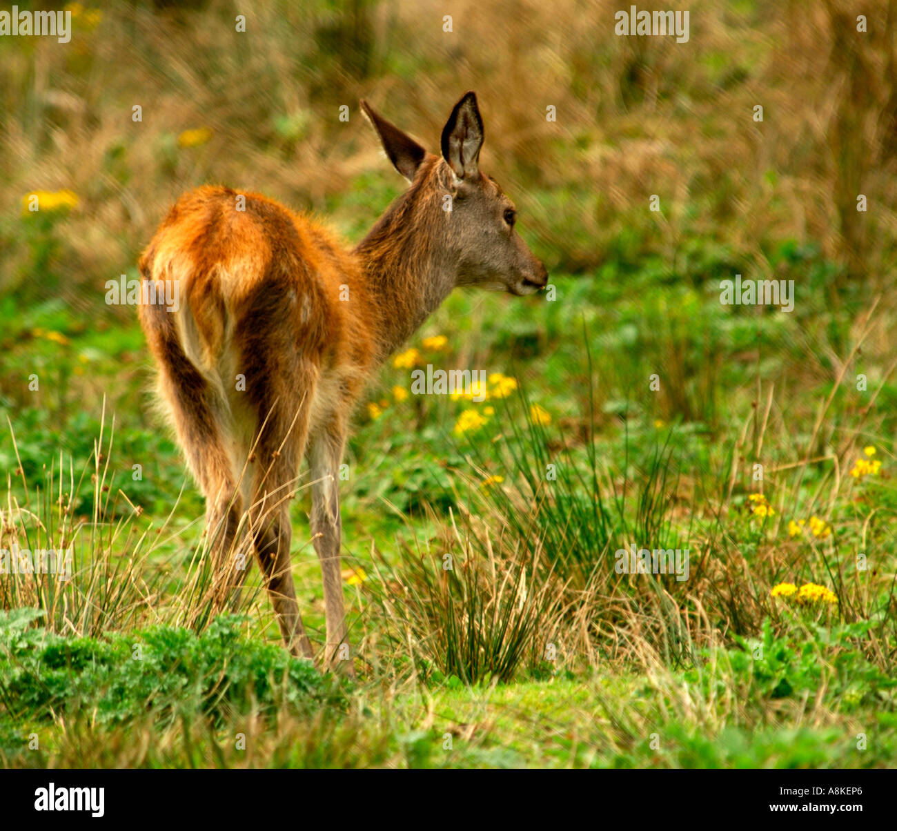 Female red deer Cervus elaphus doe turned away looking shy and ...