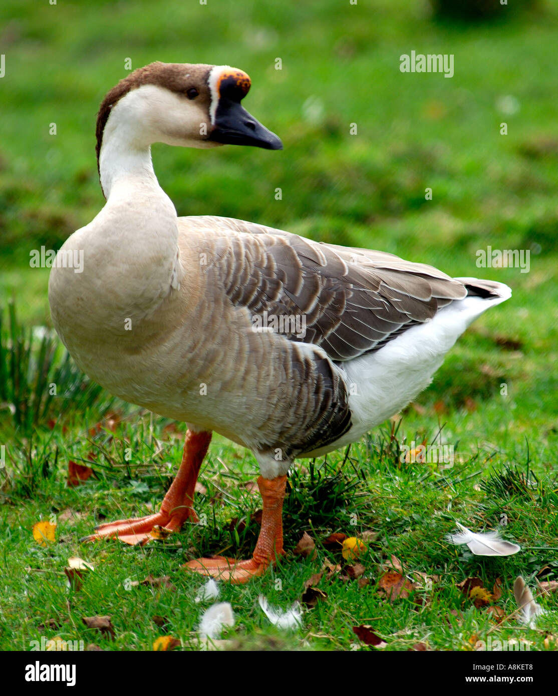 Full frame portrait of brown and white goose Stock Photo - Alamy