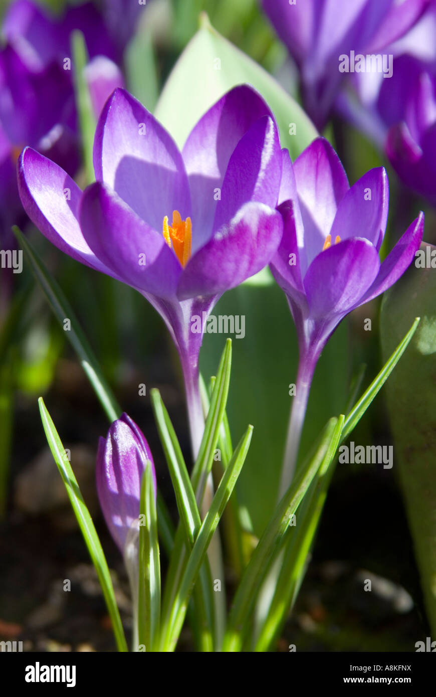 Crocus hi-res stock photography and images - Alamy