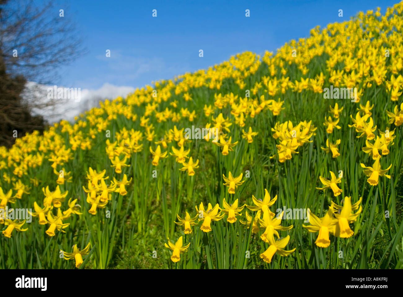 Horizontal wide angle of hundreds of bright yellow daffodils in full ...