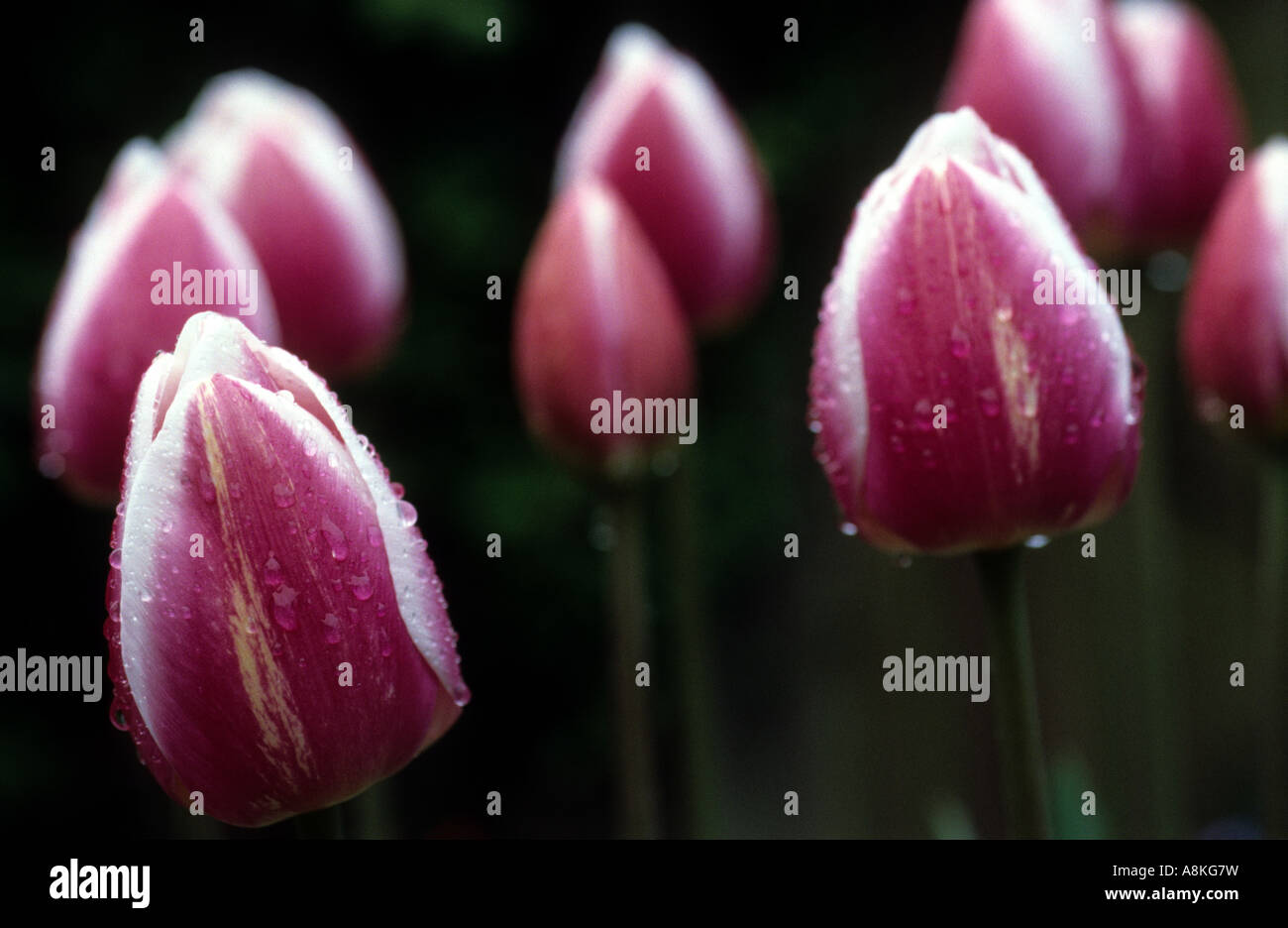 Flowers with raindrops hi-res stock photography and images - Alamy
