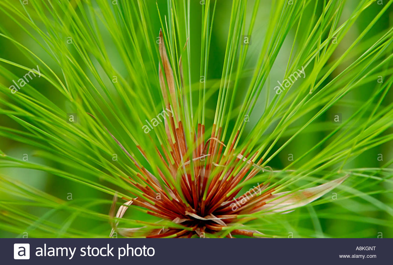 Papyrus Stock Photos & Papyrus Stock Images - Alamy