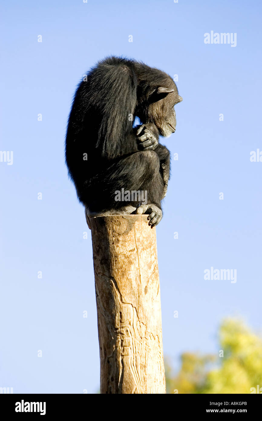 Lonely monkey sitting on top of a large pole in the sun in a wildlife ...