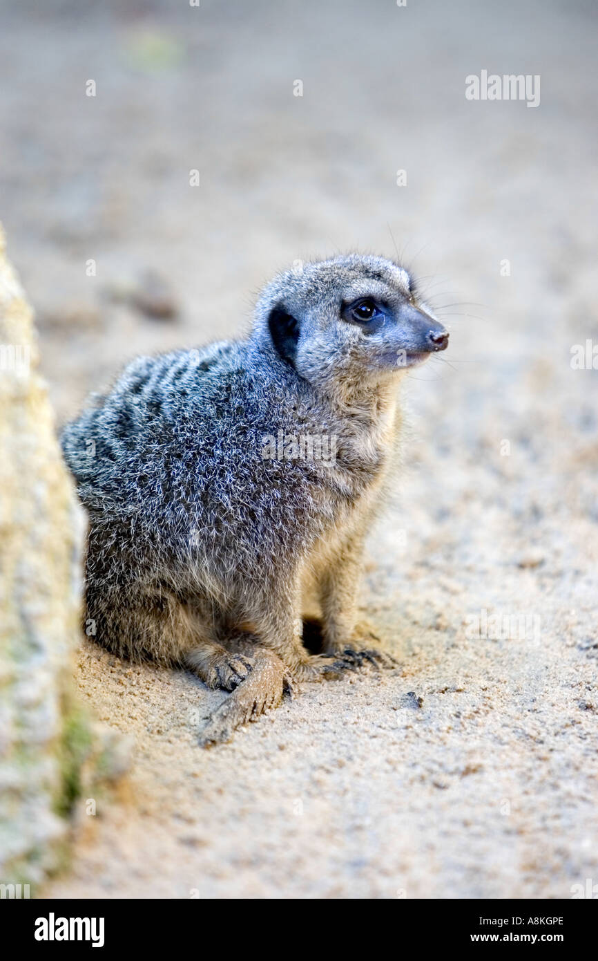 Small furry alert meerkat on the lookout for danger Stock Photo - Alamy