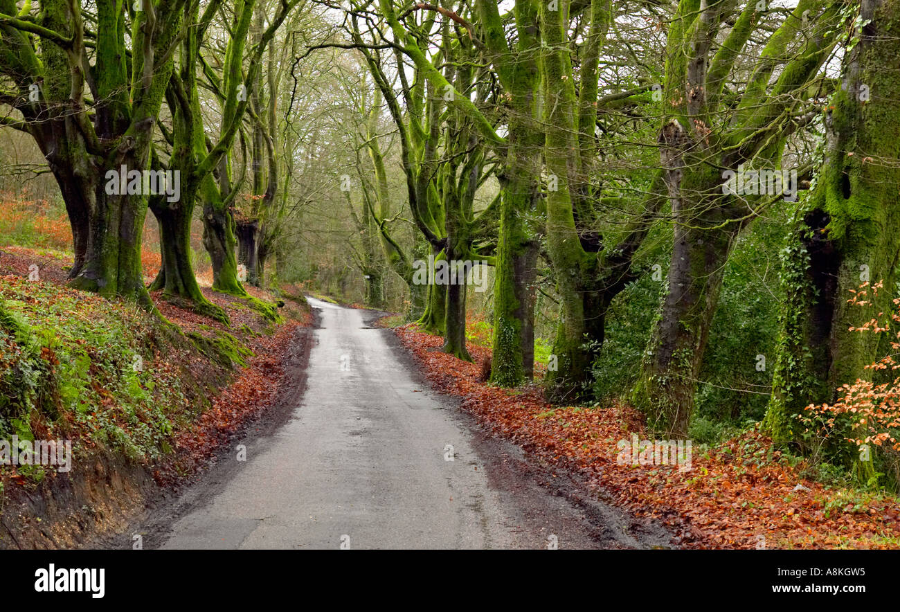 Beech Walk, Honiton, Devon, England Stock Photo - Alamy