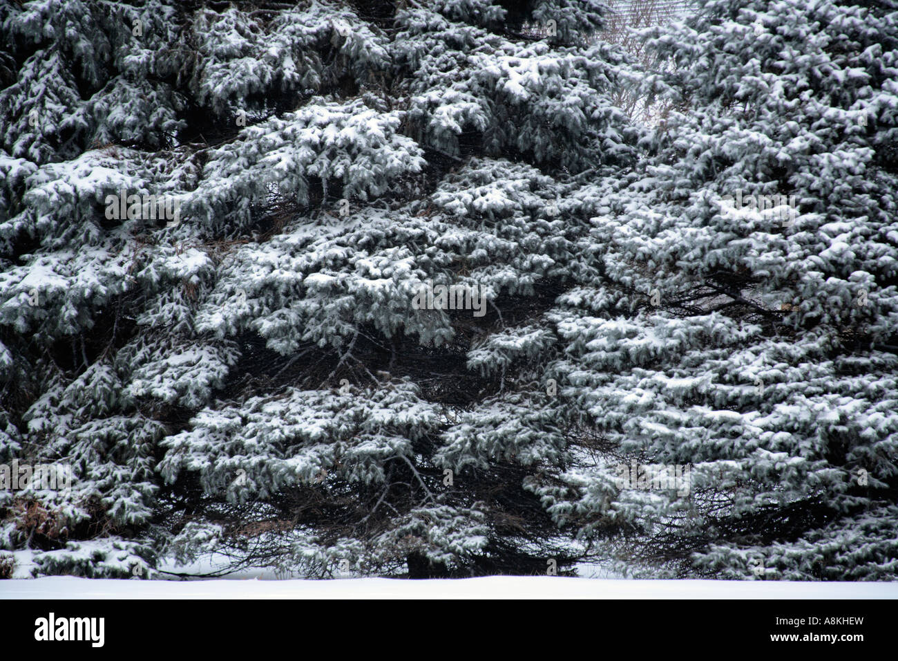 Snow on Trees Stock Photo - Alamy