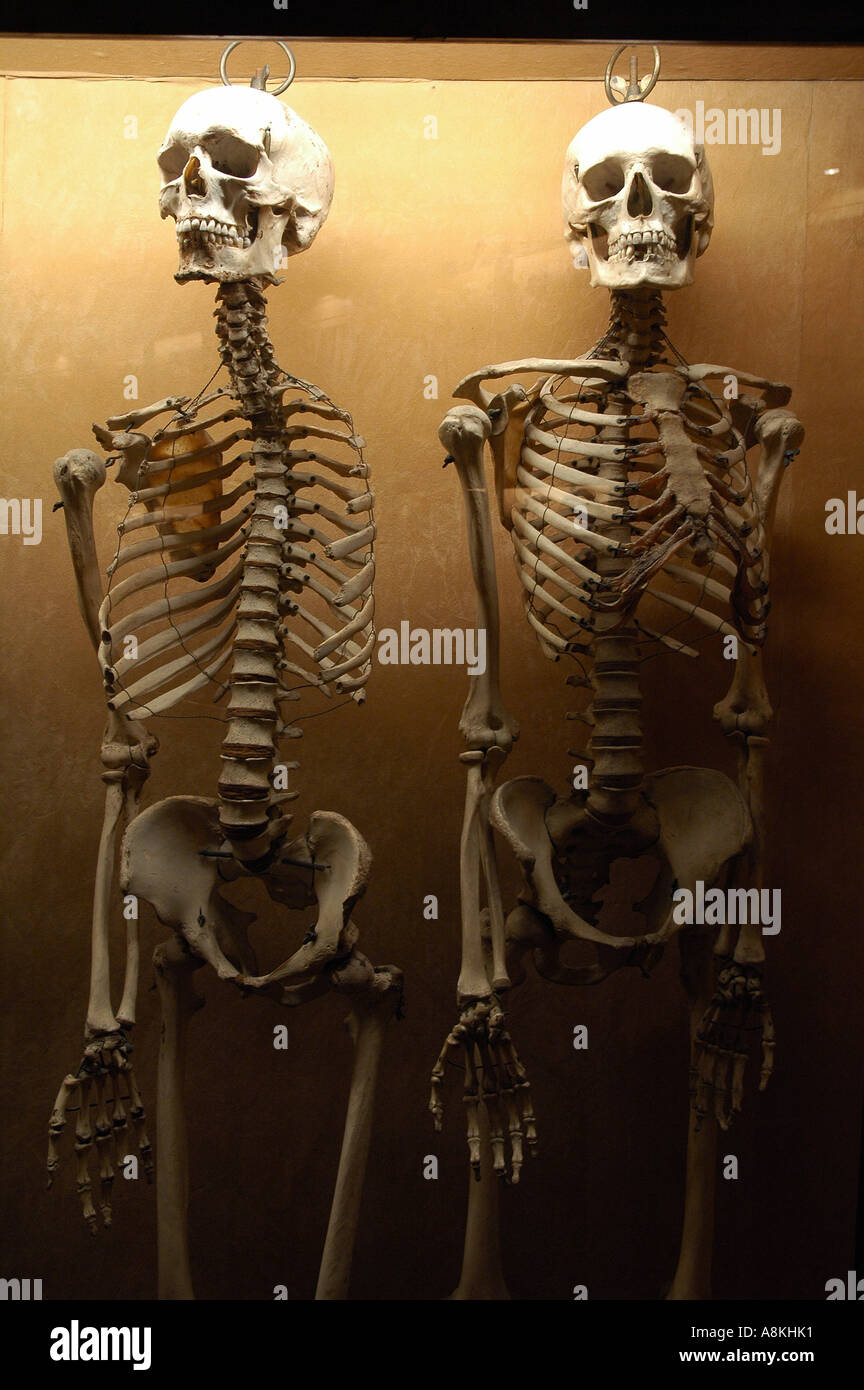 Endoskeleton hi-res stock photography and images - Alamy