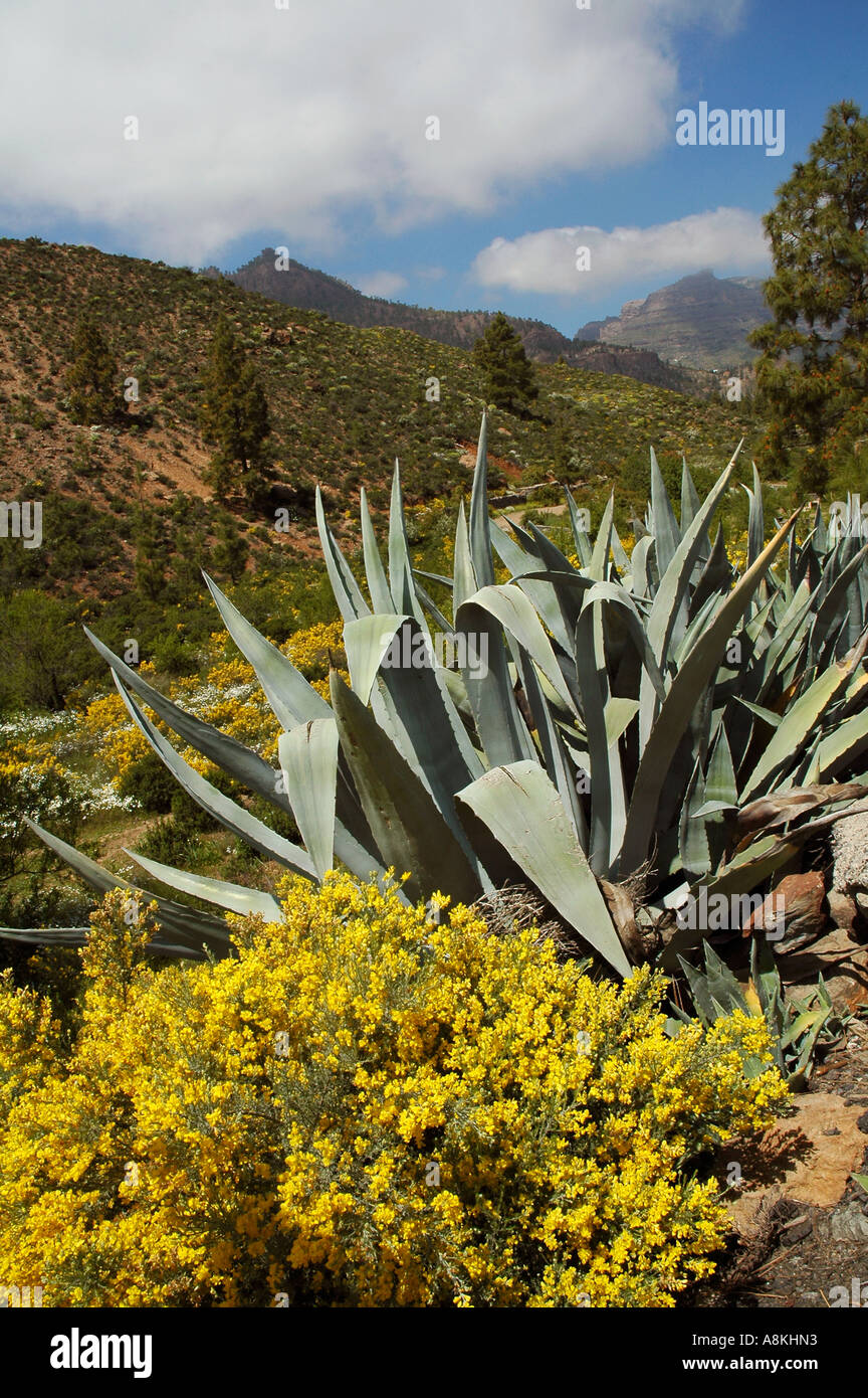 Agave americana plant and yellow flowers of Adenocarpus foliolosus in ...