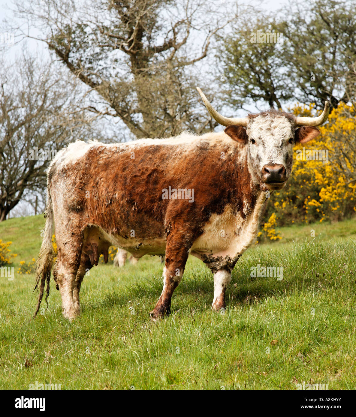 Bull and cow farm animals hi-res stock photography and images - Alamy