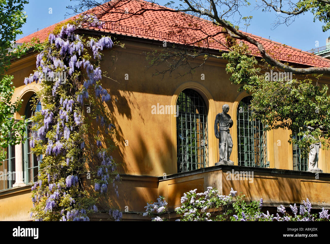 Lenbach house with Chinese wisteria, Munich, Bavaria, Germany Stock ...