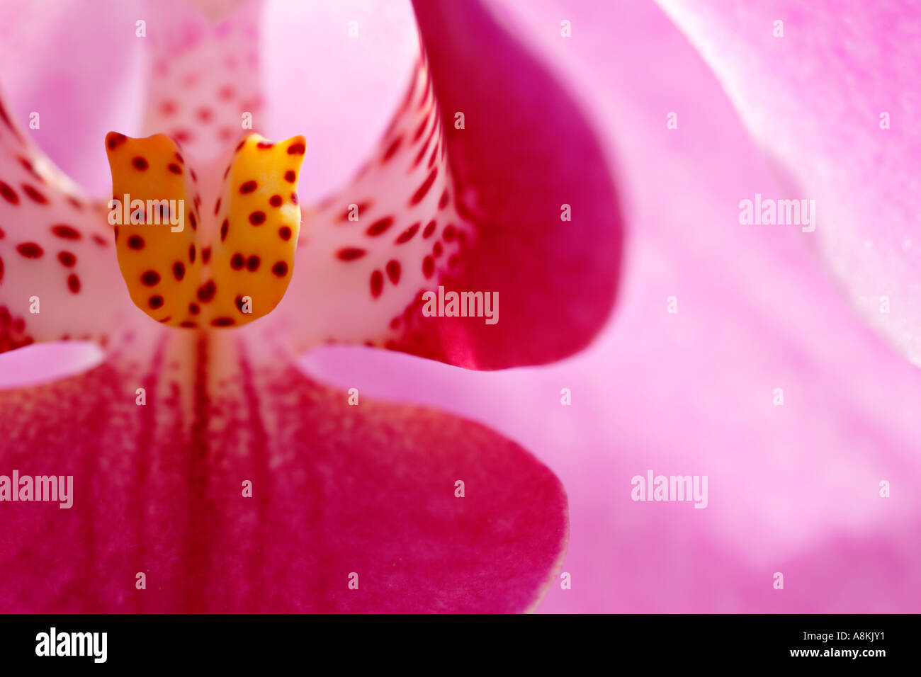 Macro of an orchid flower Stock Photo - Alamy