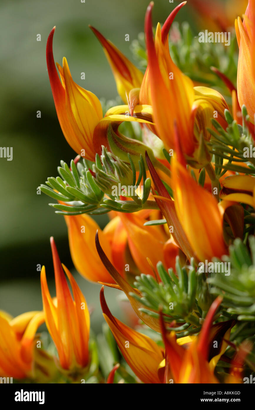 Parrot flowers hi-res stock photography and images - Alamy