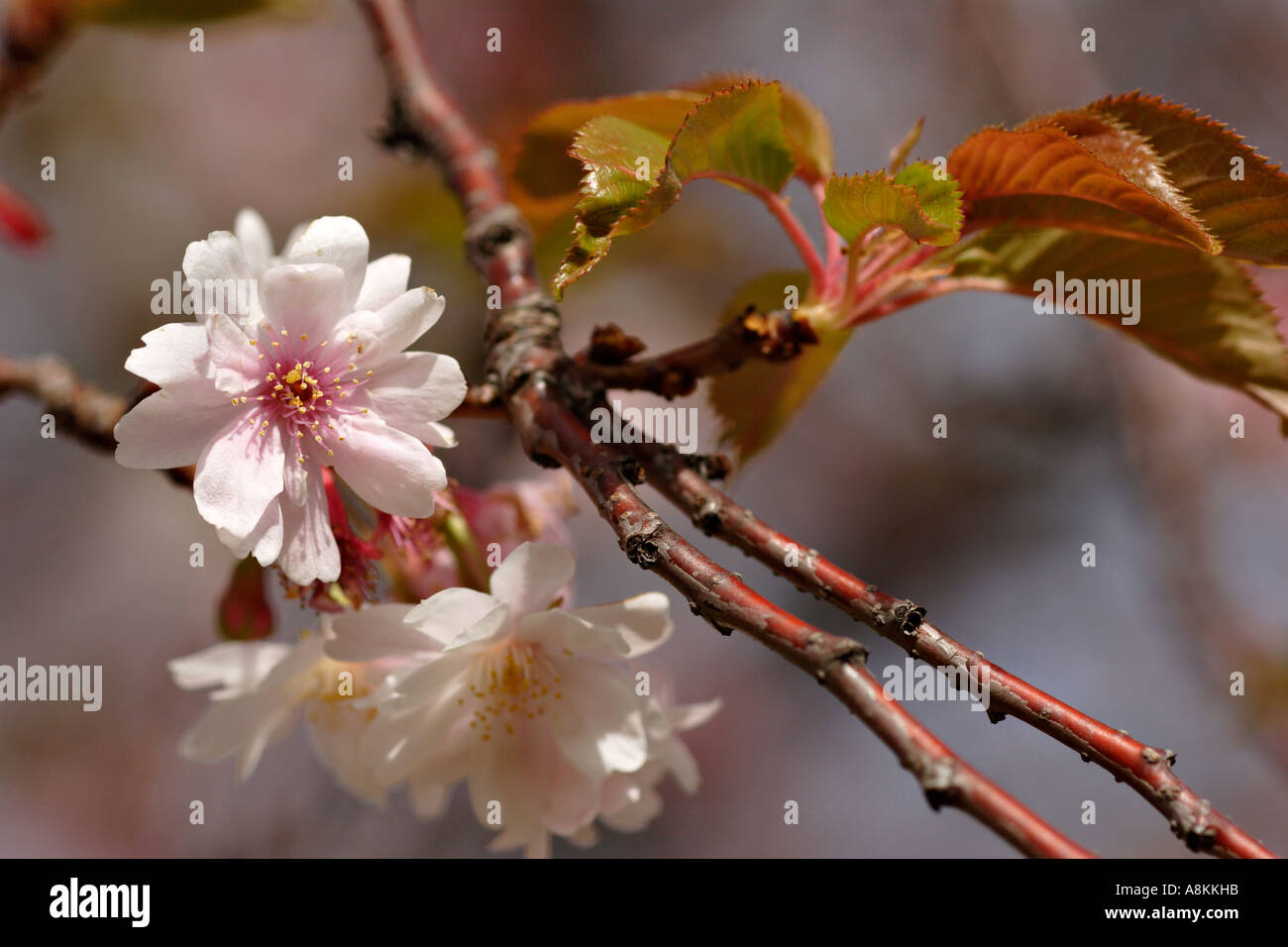 Bud mars hi-res stock photography and images - Alamy