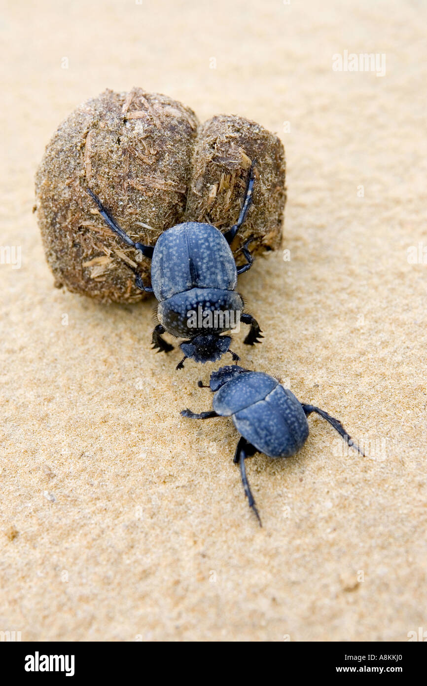 Two insects hi-res stock photography and images - Alamy