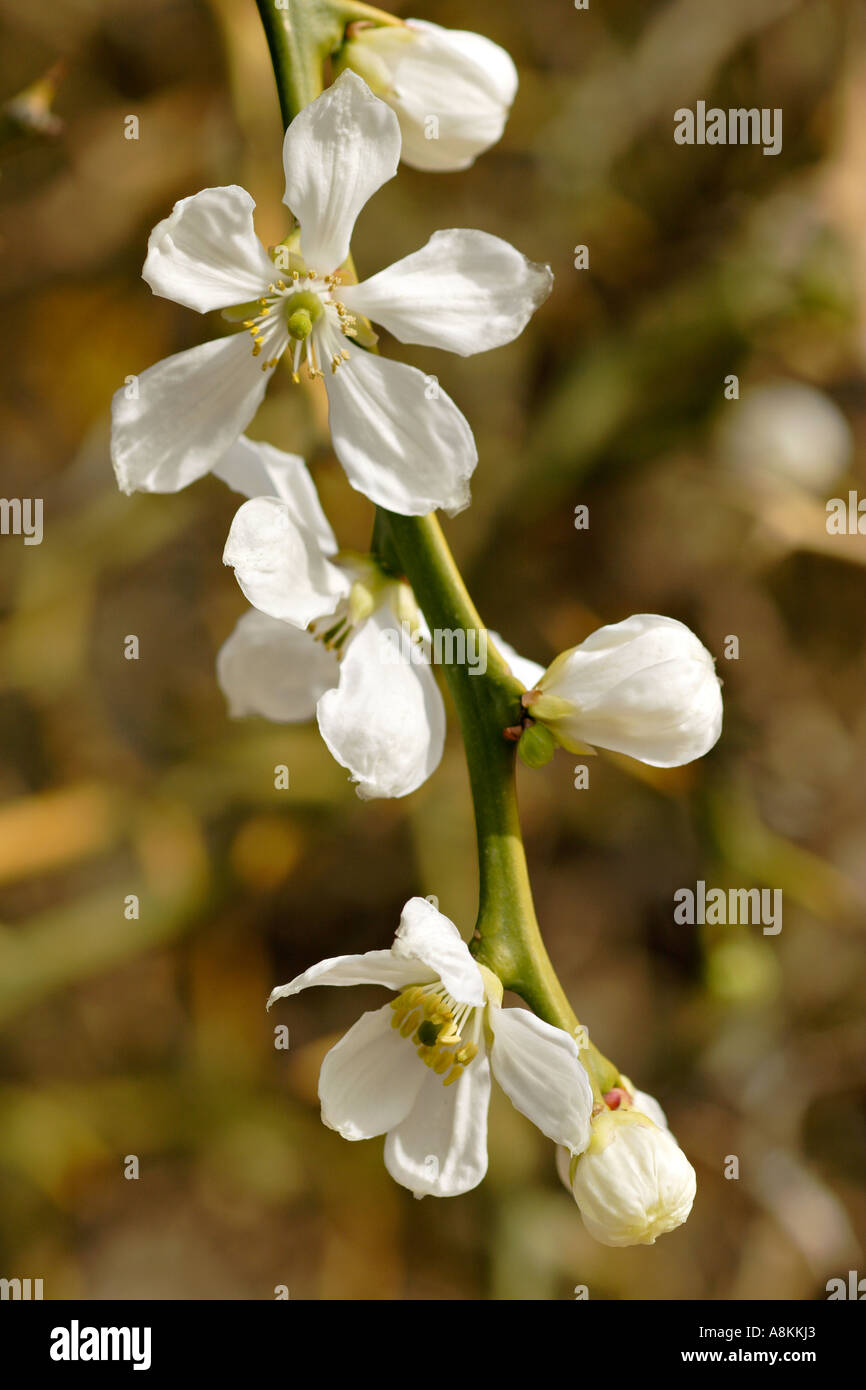 Hardy orange poncirus trifoliata hi-res stock photography and images ...