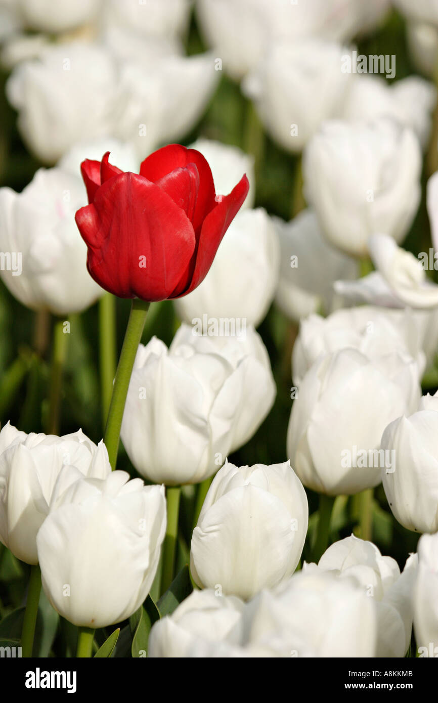 Natural red tulips leaves hi-res stock photography and images - Alamy