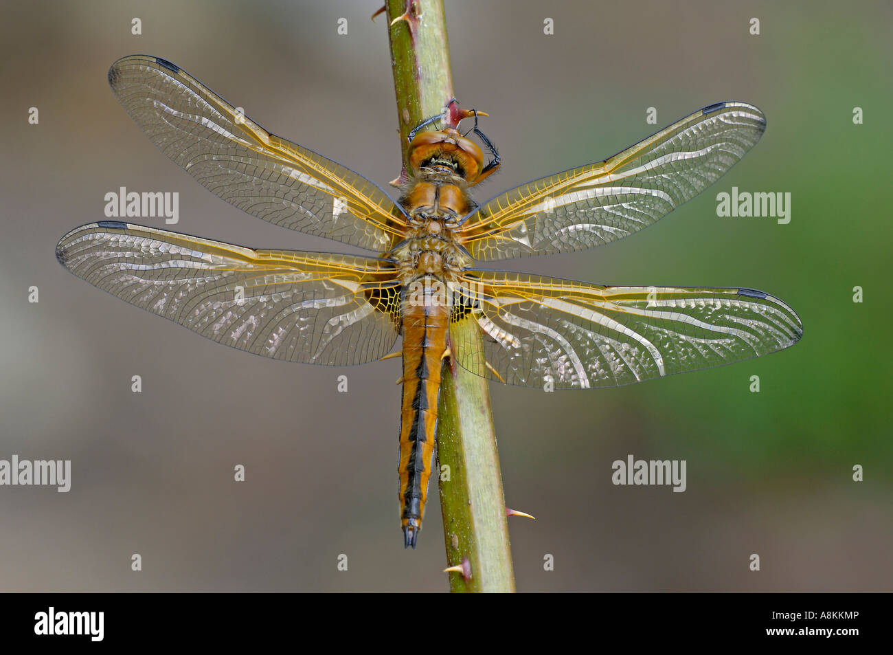 Scarce Chaser, (Libellula fulva Stock Photo - Alamy