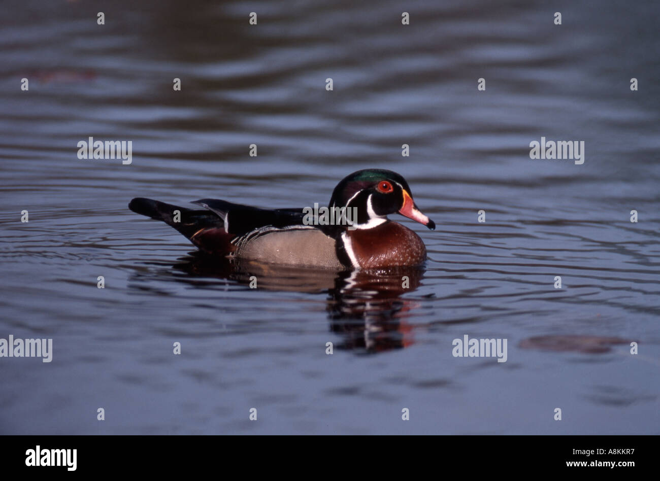 wood duck canada Stock Photo - Alamy