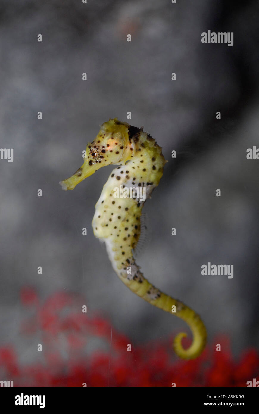 Longsnout Seahorse HIPPOCAMPUS REIDI Stock Photo - Alamy