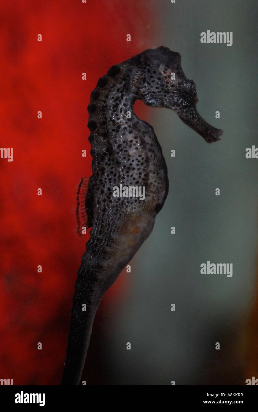 Longsnout Seahorse HIPPOCAMPUS REIDI Stock Photo - Alamy