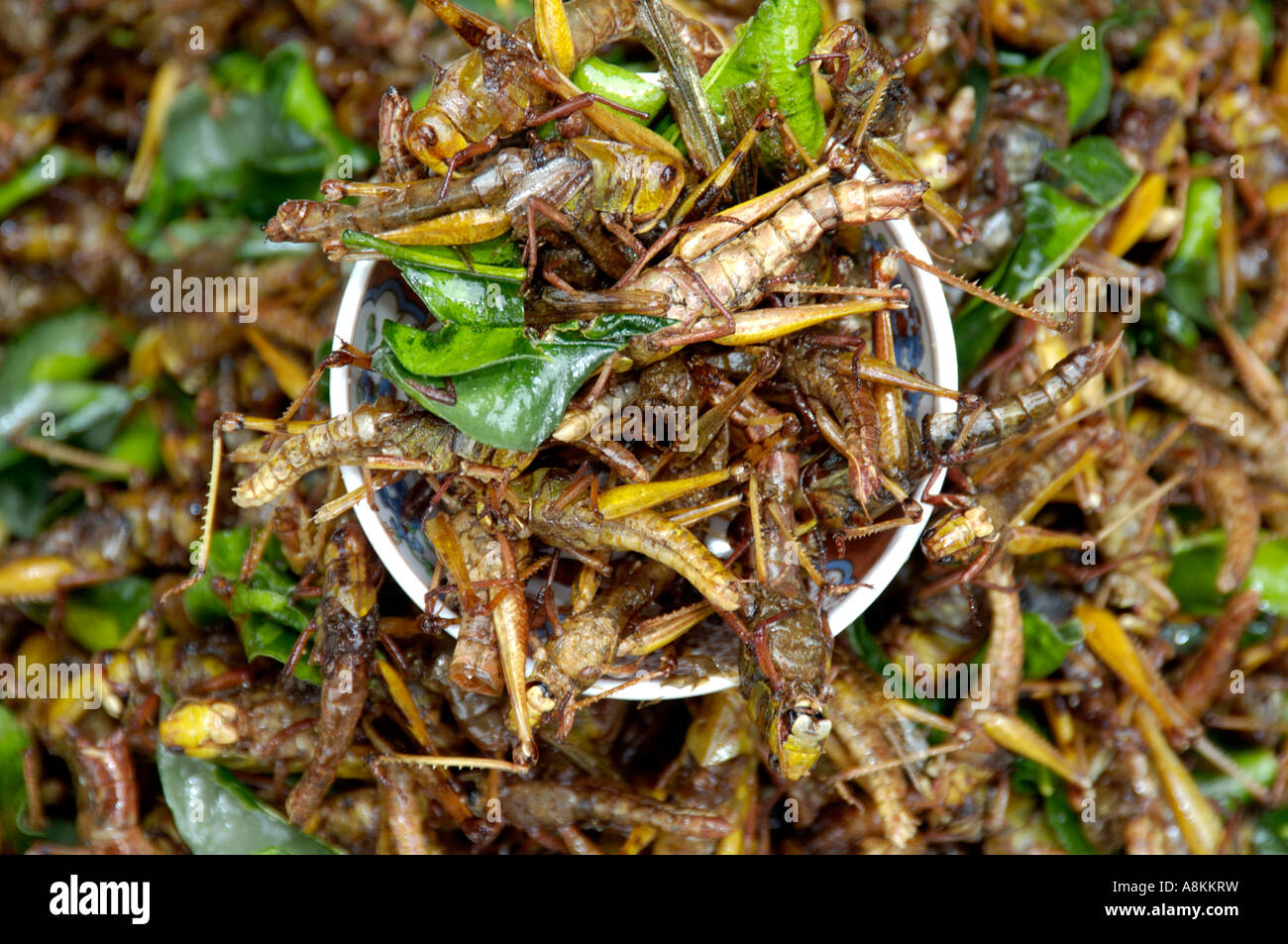 Chatuchak market animals hi-res stock photography and images - Alamy