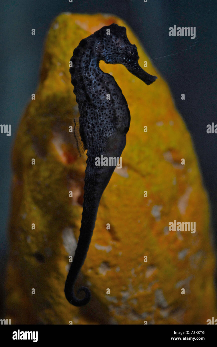 Longsnout Seahorse HIPPOCAMPUS REIDI Stock Photo - Alamy