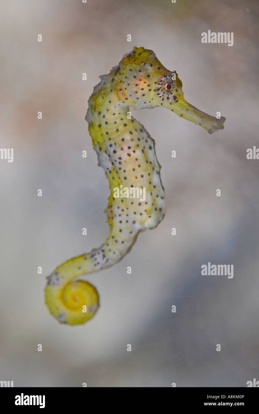 Seahorse Hippocampus Kuda or common seahorse Stock Photo - Alamy