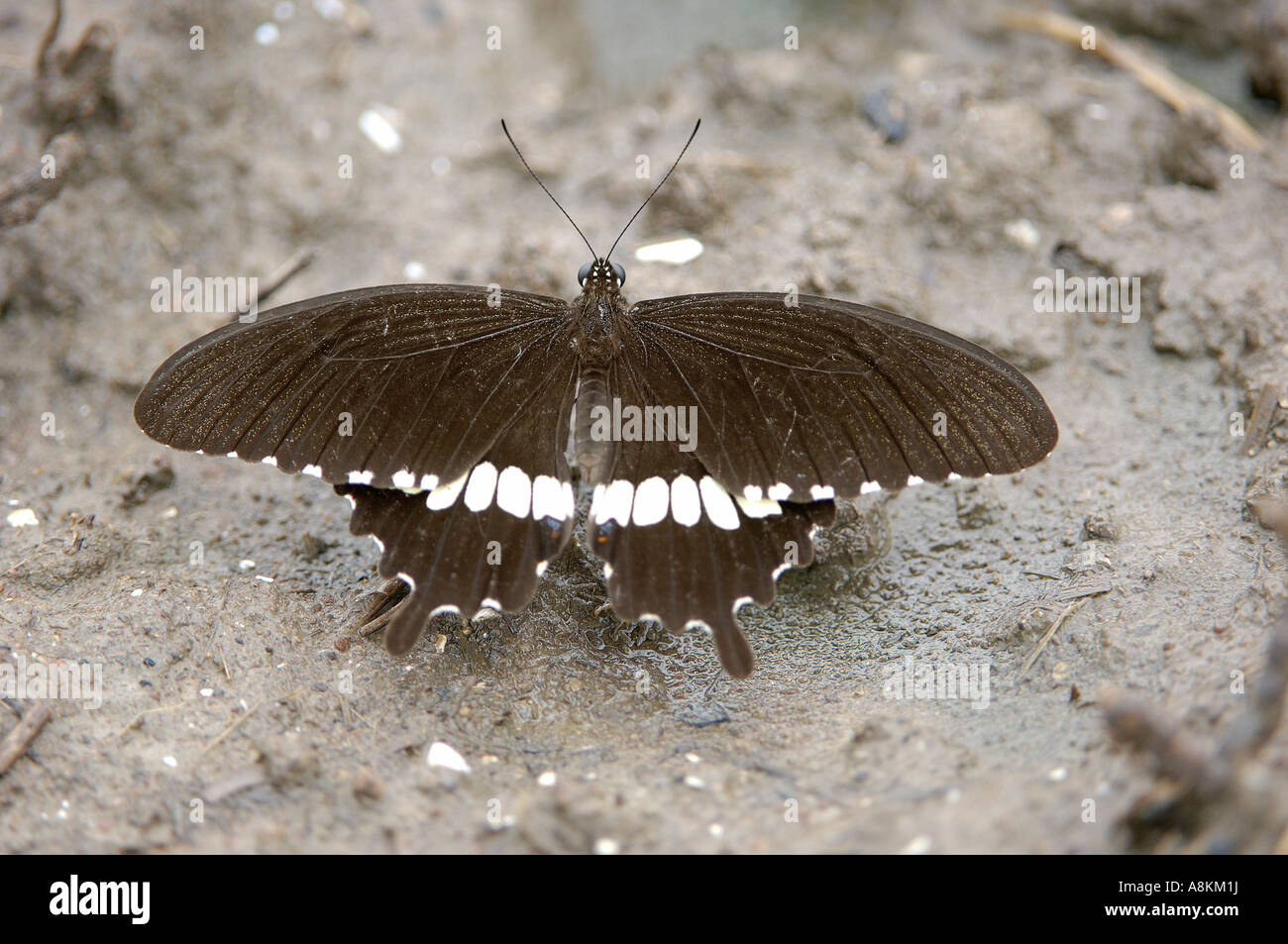 Papilio sp butterflies hi-res stock photography and images - Alamy