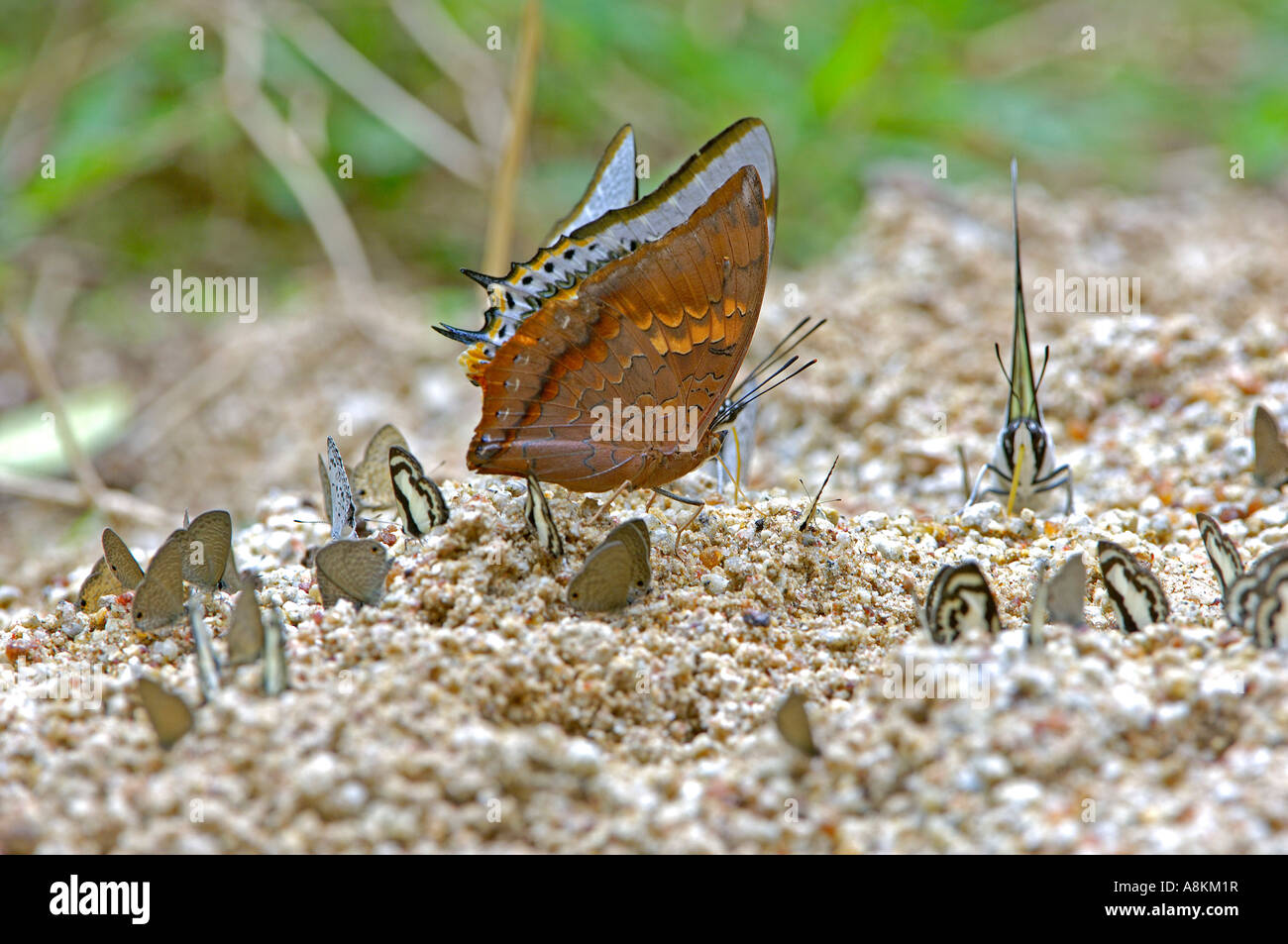 Butterfly, Charaxes marmax Stock Photo - Alamy