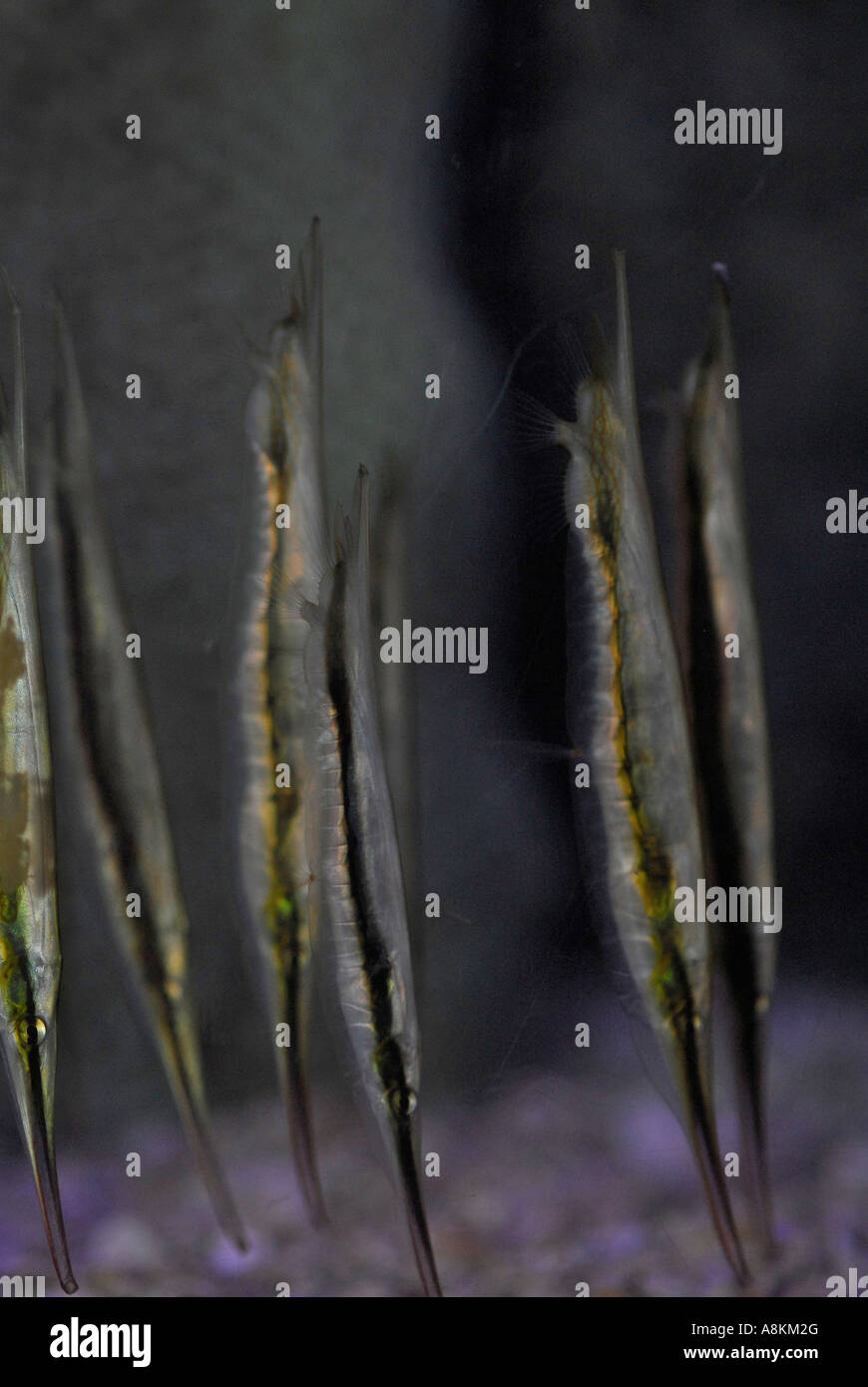 School of razorfish hi-res stock photography and images - Alamy