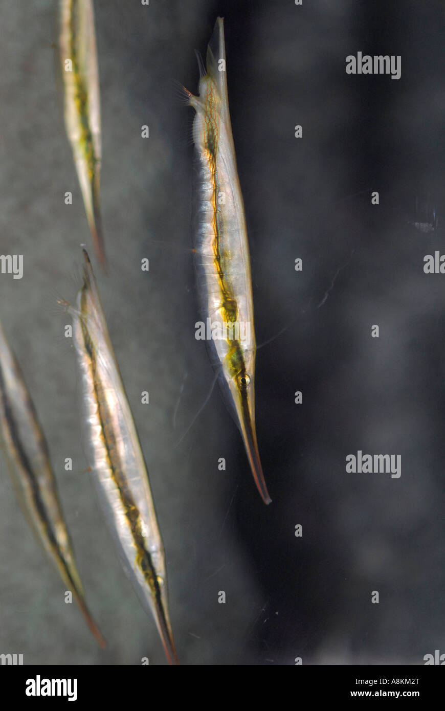 School of Razorfish Aeoliscus strigatus Stock Photo - Alamy