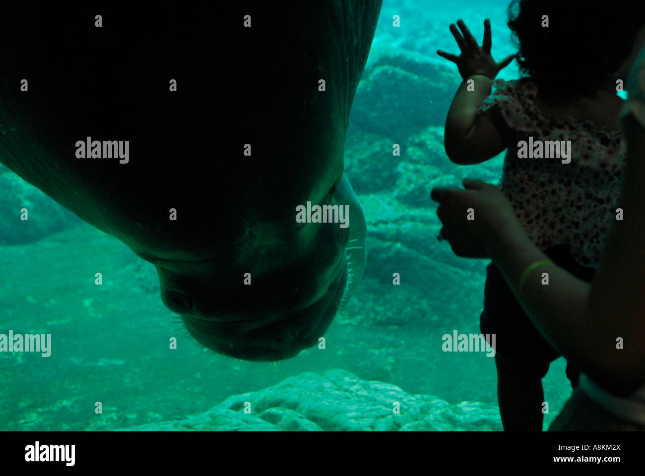 Walrus at the New York Aquarium Stock Photo - Alamy