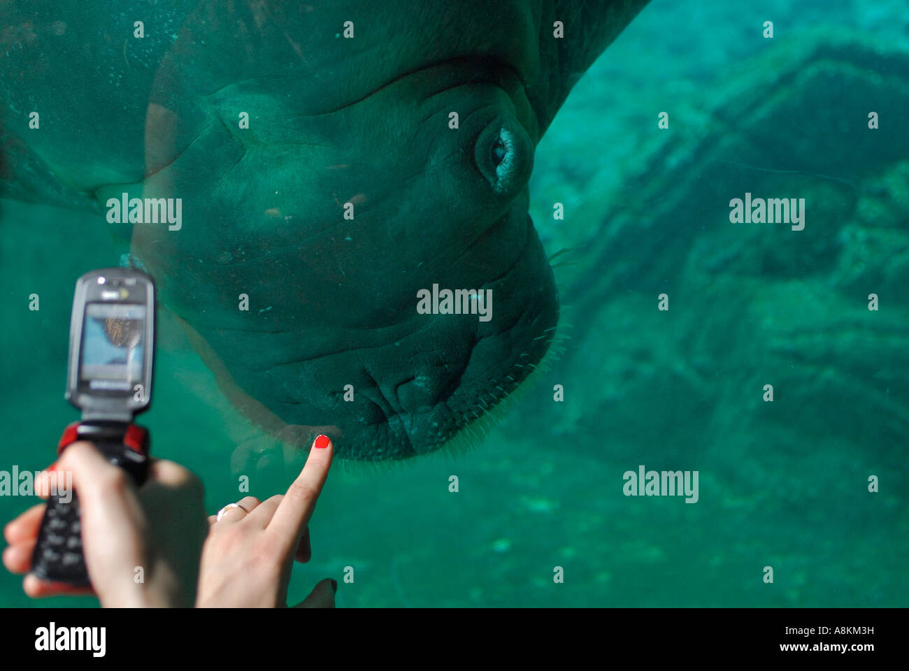 Walrus at the New York Aquarium Stock Photo - Alamy