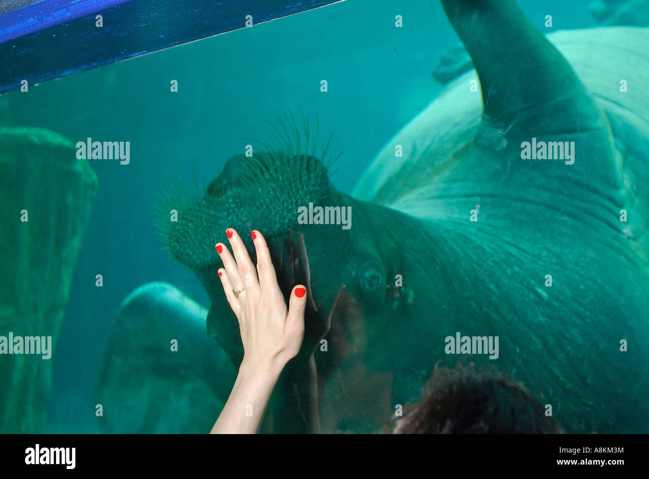 Walrus at the New York Aquarium Stock Photo - Alamy