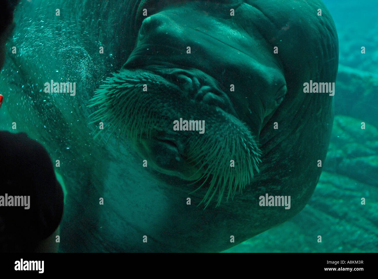 Walrus at the New York Aquarium Stock Photo - Alamy