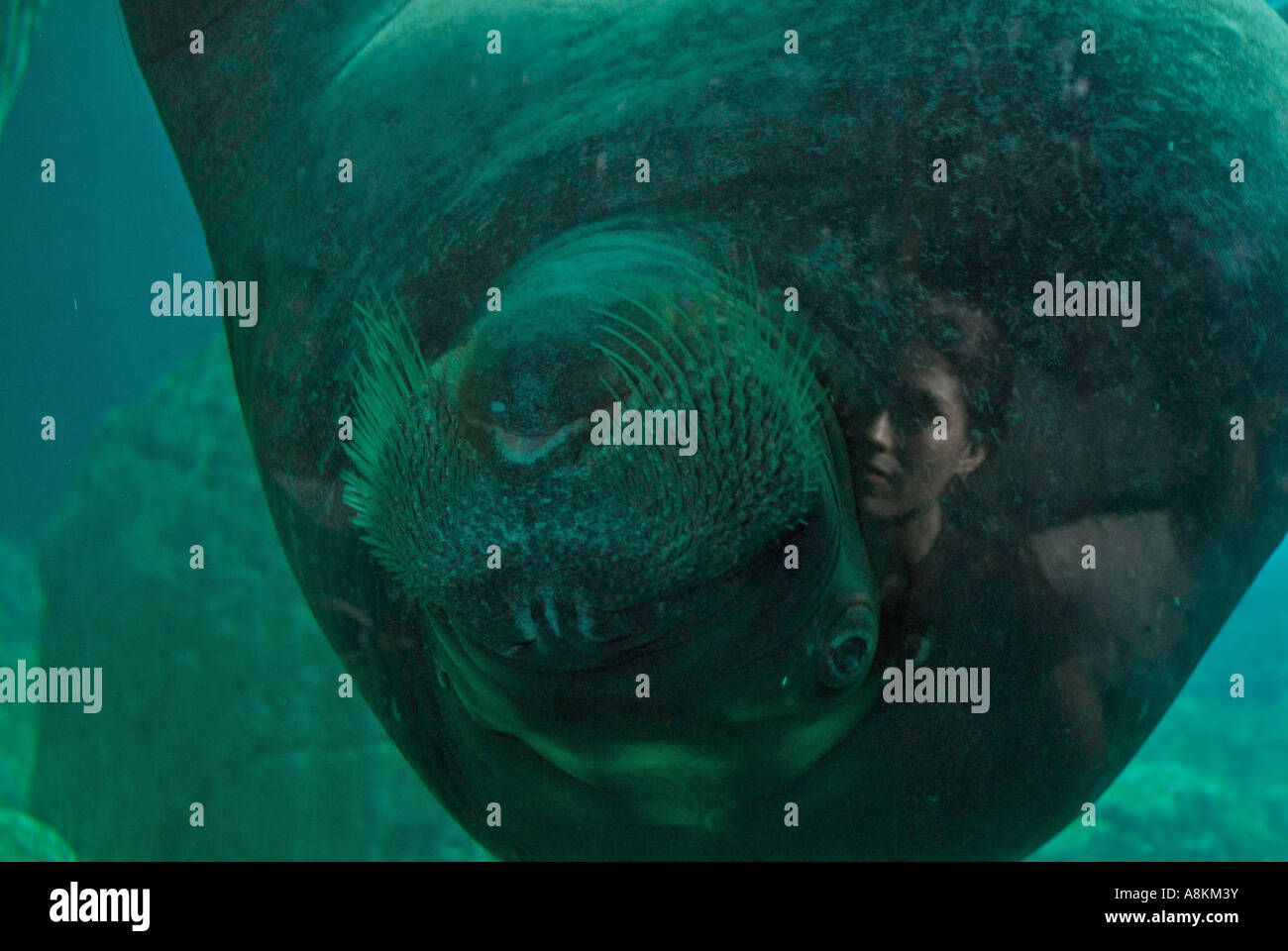 Walrus at the New York Aquarium Stock Photo - Alamy