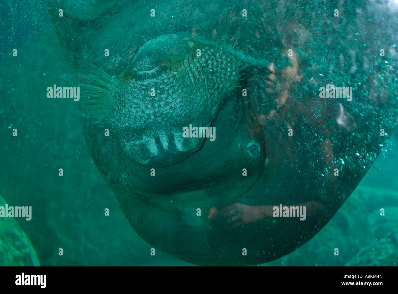 Walrus at the New York Aquarium Stock Photo - Alamy