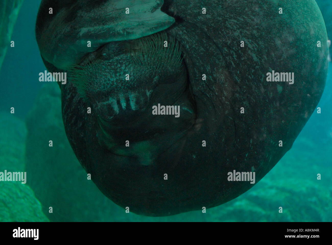 Walrus at the New York Aquarium Stock Photo - Alamy