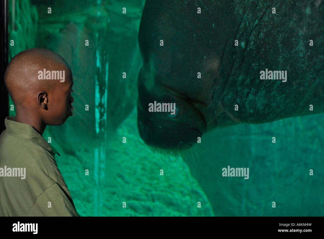 Walrus at the New York Aquarium Stock Photo - Alamy