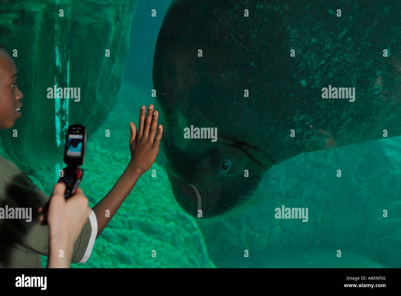 Walrus at the New York Aquarium Stock Photo - Alamy