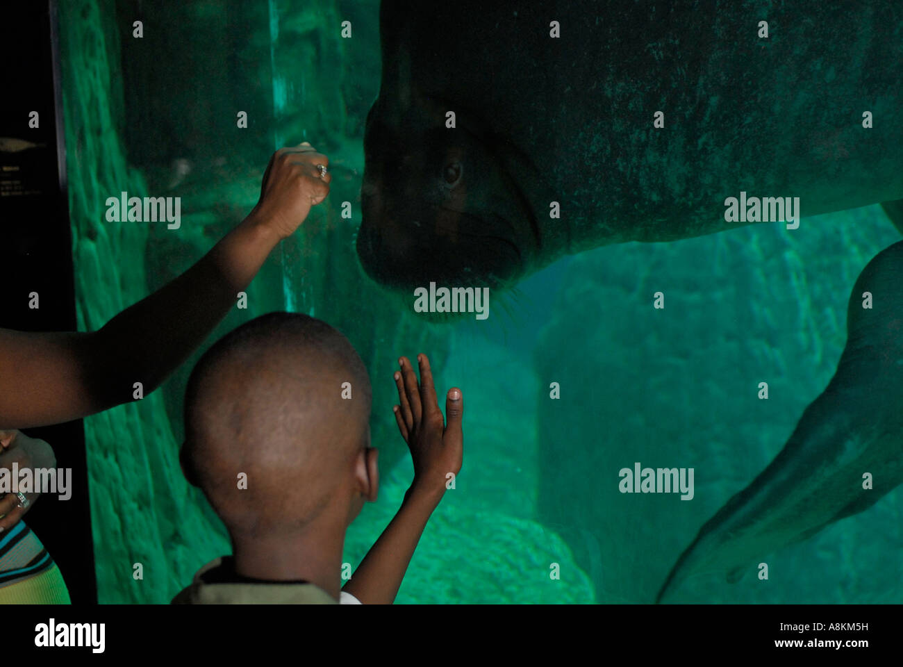 Walrus at the New York Aquarium Stock Photo - Alamy