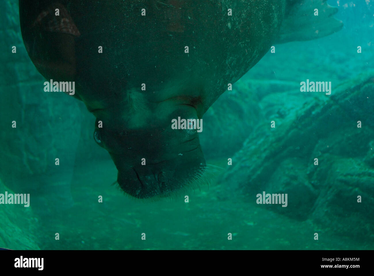 Walrus at the New York Aquarium Stock Photo - Alamy