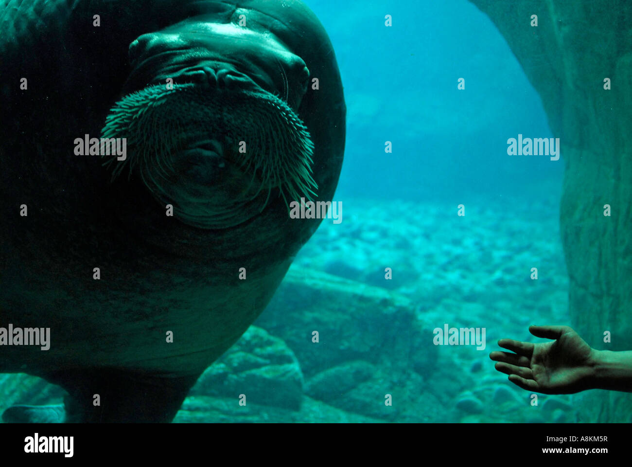 Walrus at the New York Aquarium Stock Photo - Alamy