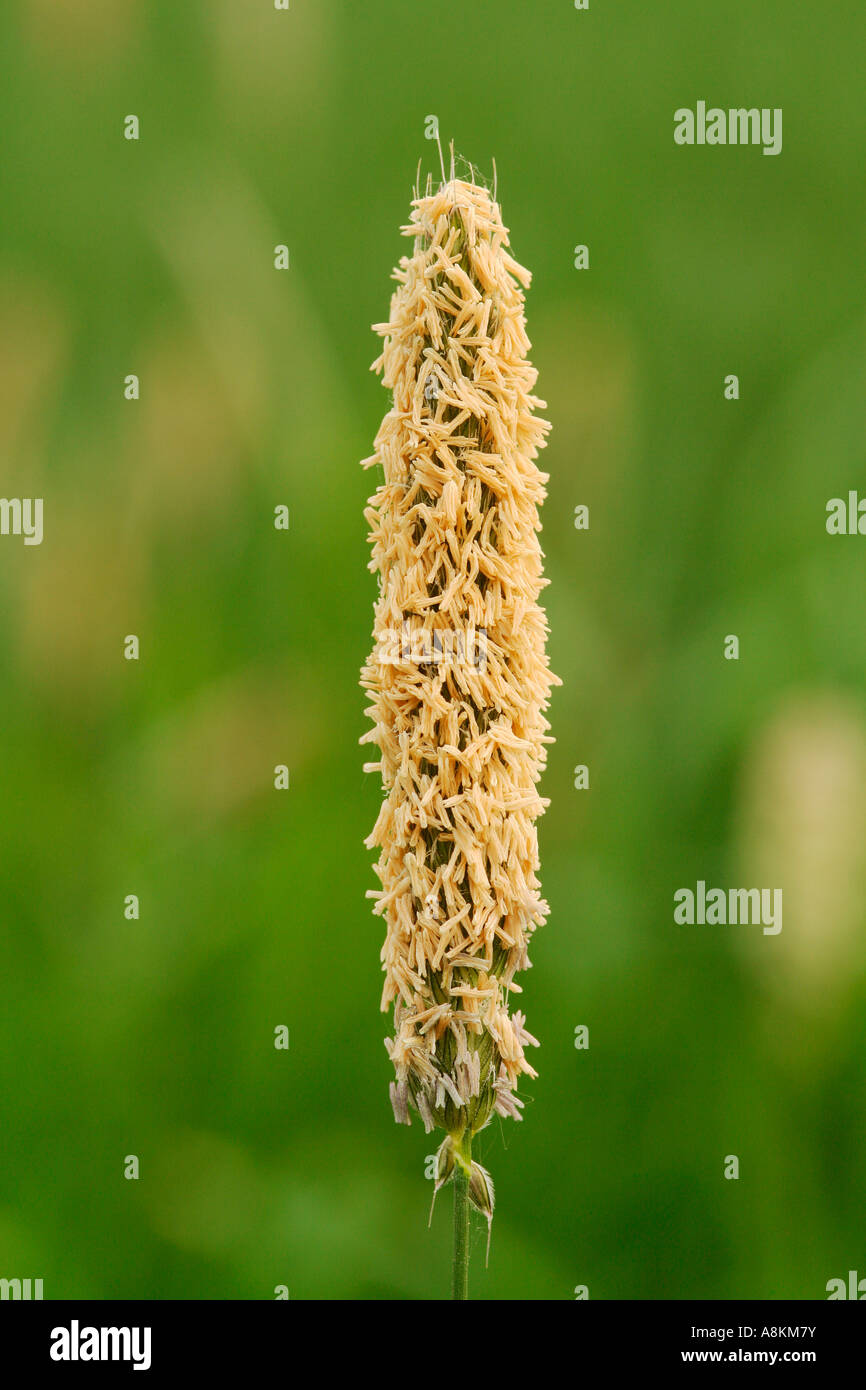 Meadow Foxtail High Resolution Stock Photography and Images - Alamy