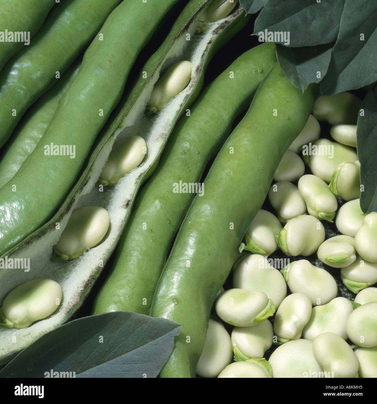 Bunyards exhibition hi-res stock photography and images - Alamy