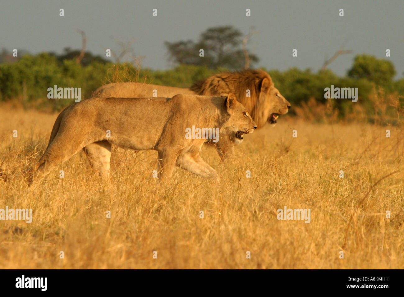 Two lions (panthera leo) side by side, pair, Botswana, Africa Stock ...