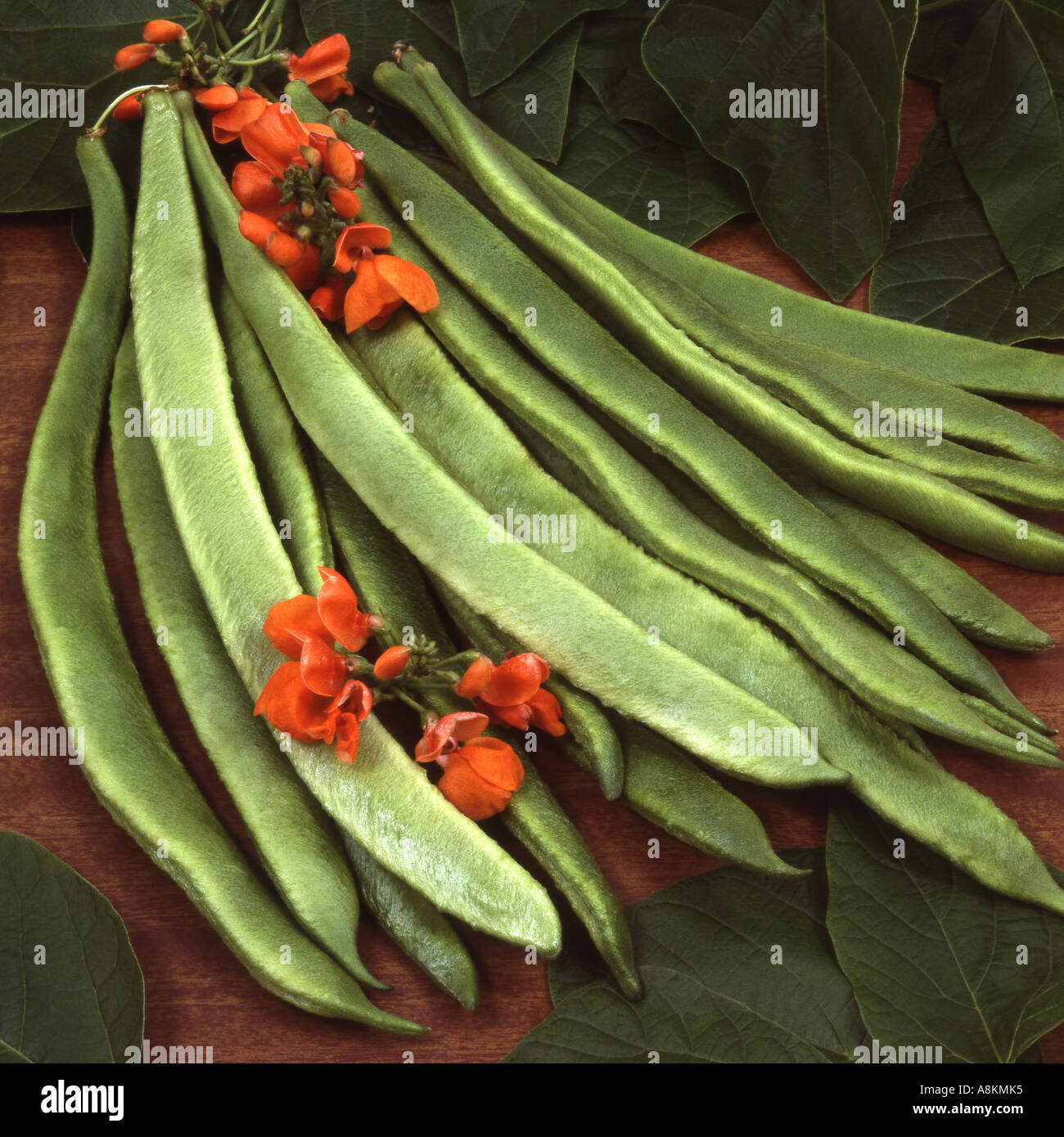 Runner Beans Scarlet Emperor Stock Photo Alamy