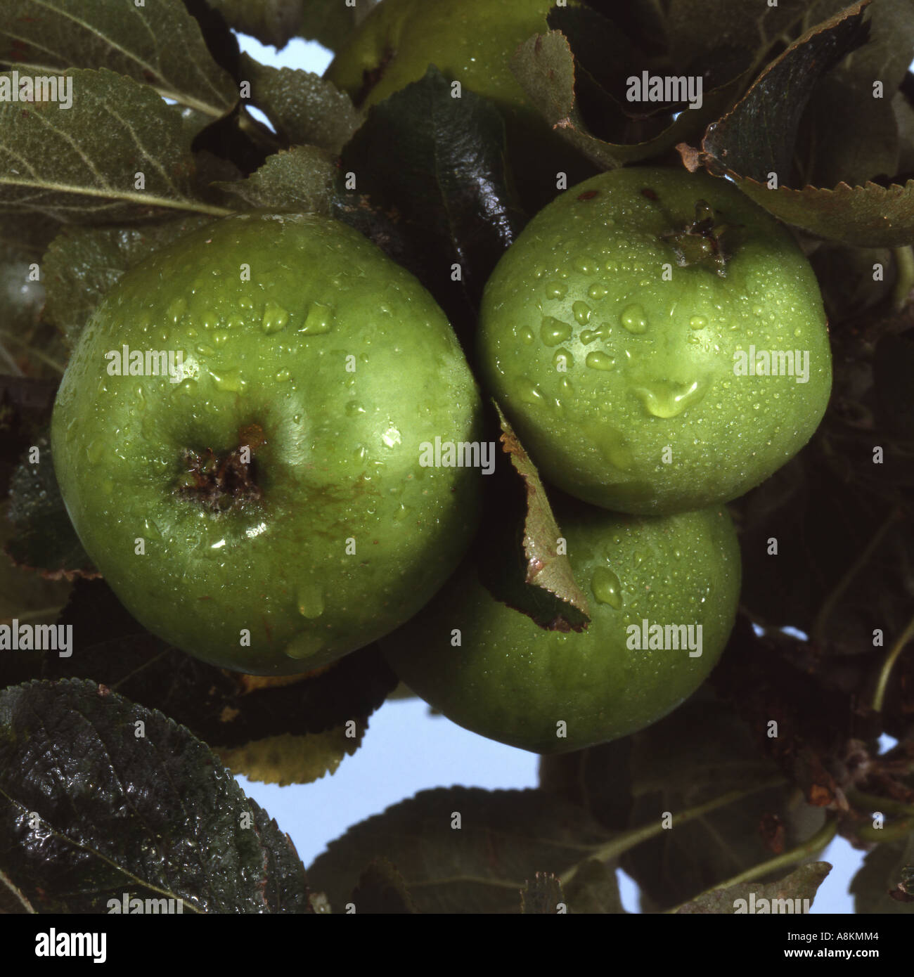 Bramley apple juice hi-res stock photography and images - Alamy